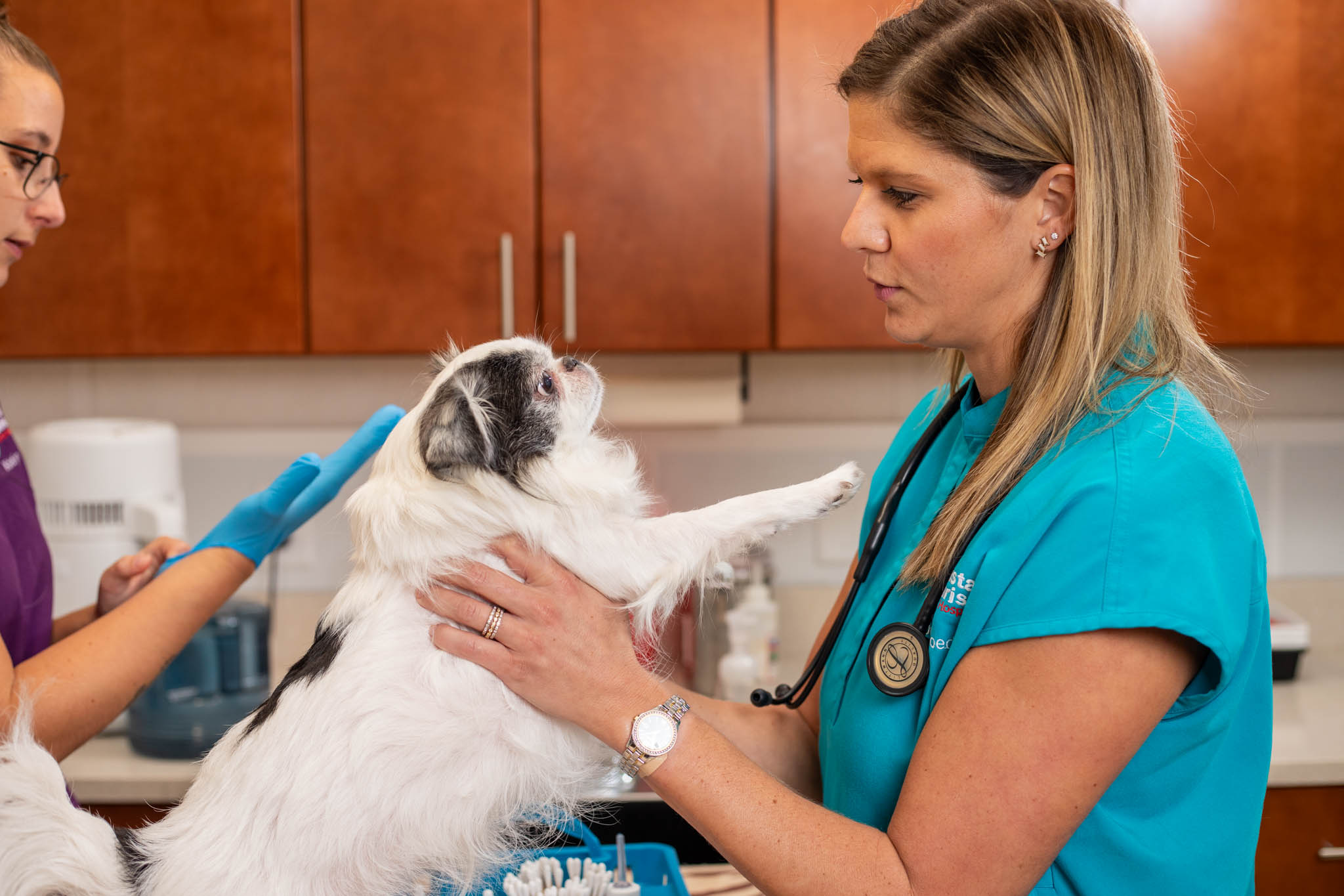 Client Education in Pensacola, FL | Coastal Sunrise Animal Hospital