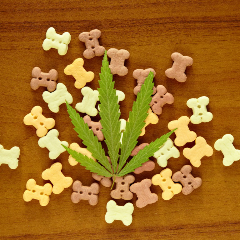 Pet Cannabis Toxicity: What Pet Owners Need To Know | Coastal Sunrise ...